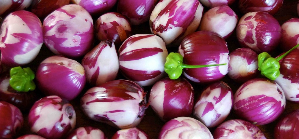 La cipolla rossa di Tropea – La Tua Italia