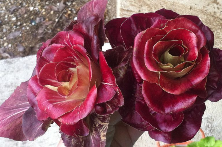 La rosa di Gorizia: radicchio rosso – La Tua Italia